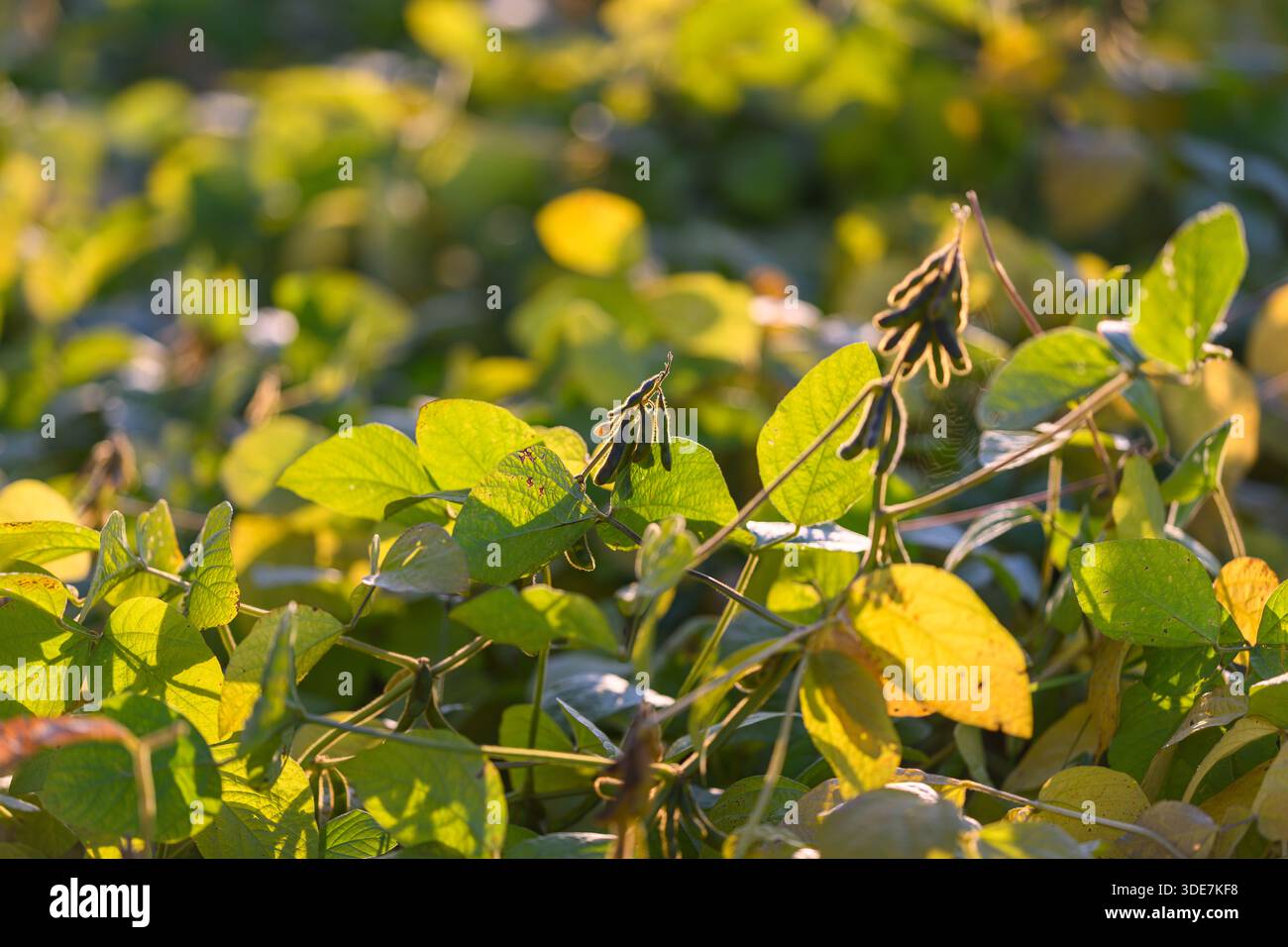 Mature soybean plants dry hi-res stock photography and images - Alamy