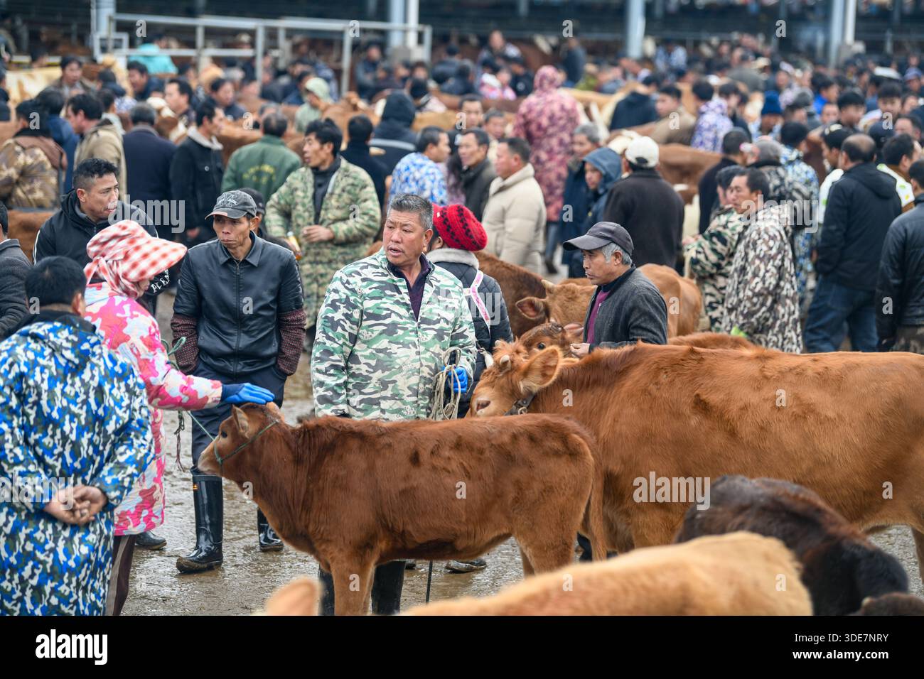 XINGYI, CHINA - JANUARY 6, 2026 - People purchase cattle at a livestock ...