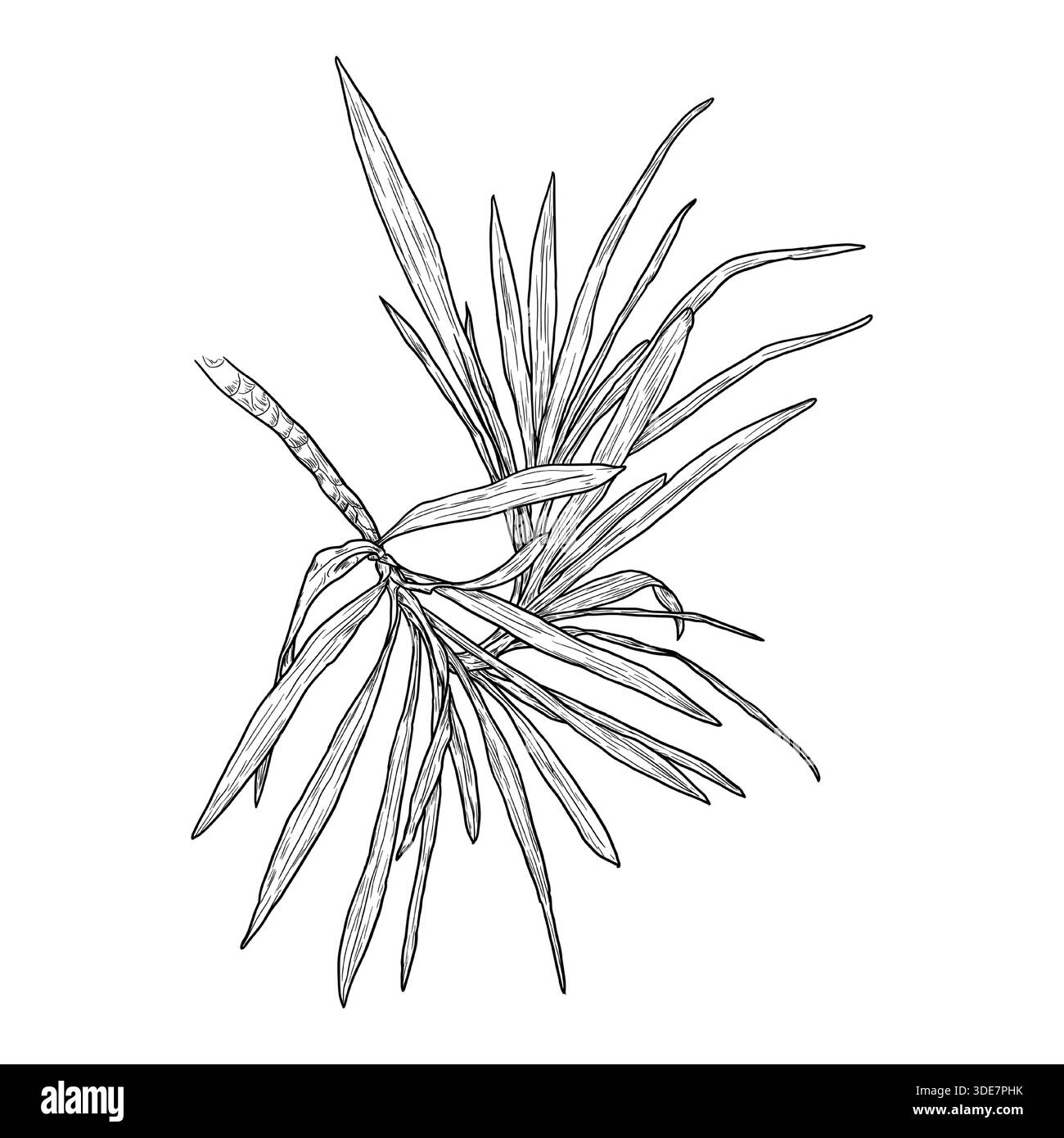 Lush plants line Stock Vector Images - Alamy