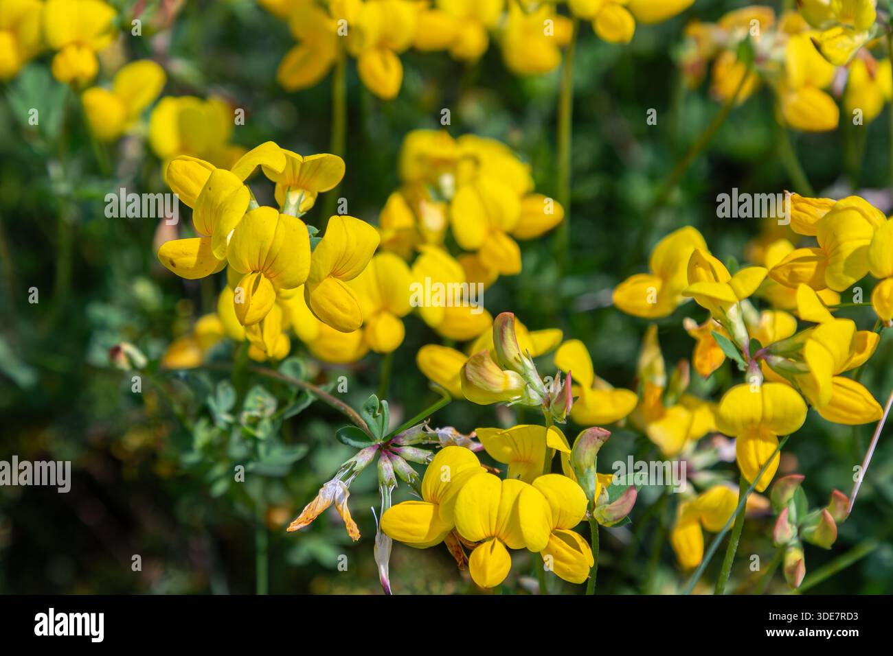 Common Bird's-foot Trefoil displays clusters of yellow flowers in a ...