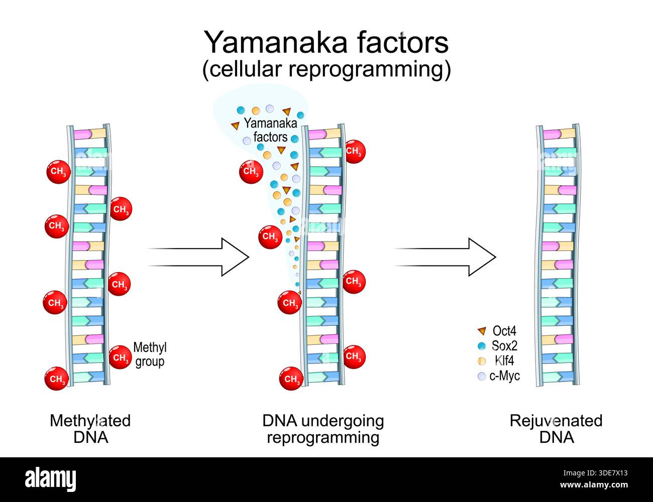 Transcription factor and dna Stock Vector Images - Alamy