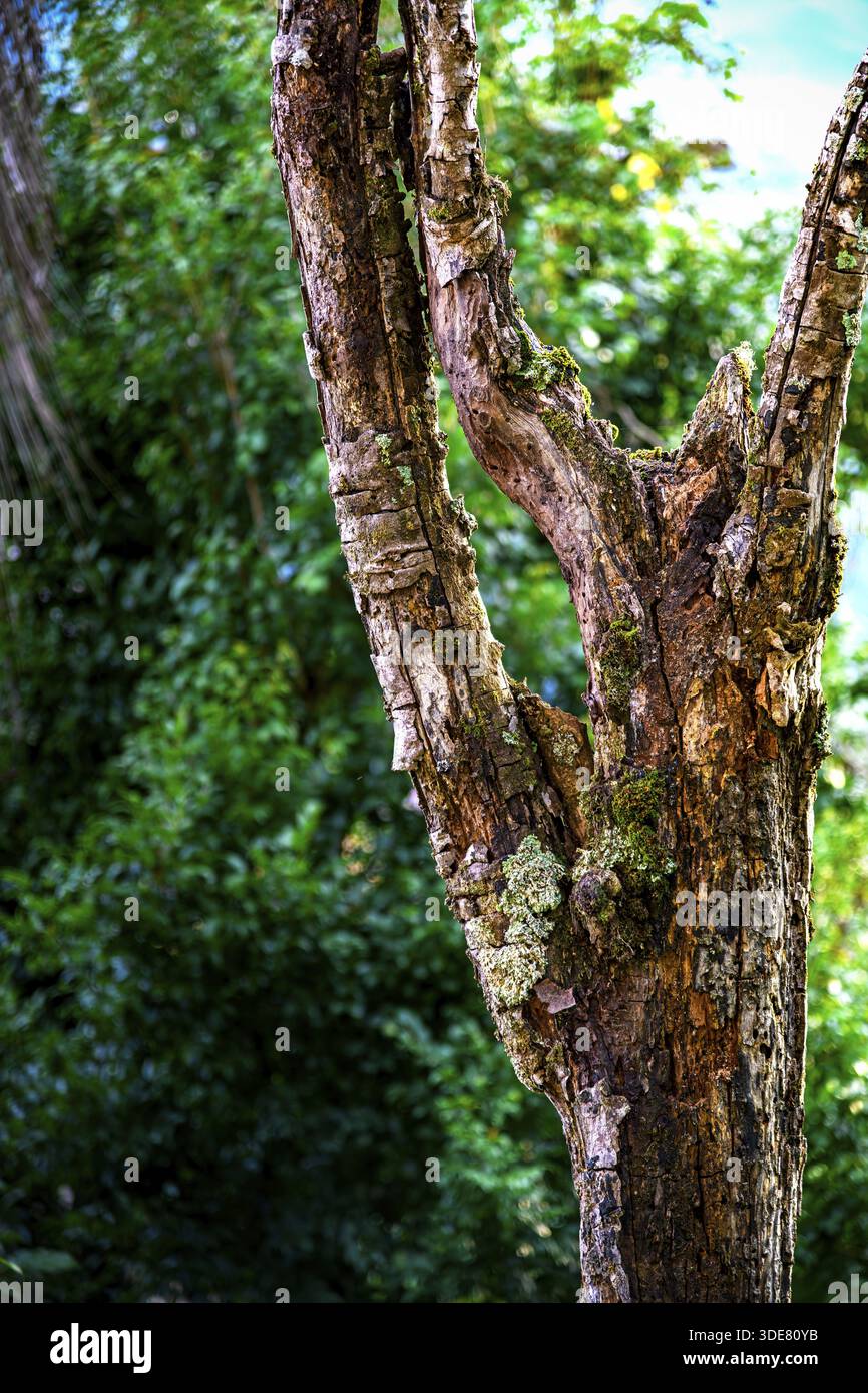 Large tree trunk parasitic plants hi-res stock photography and images ...