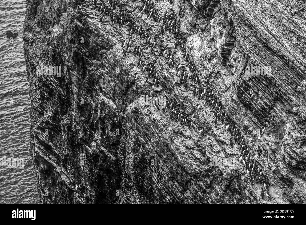 Large seabird colony Black and White Stock Photos & Images - Alamy