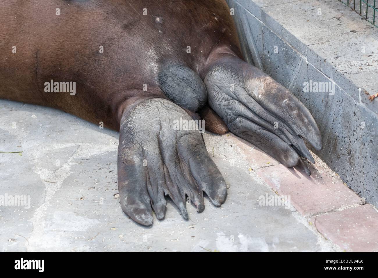 Scrotum hi-res stock photography and images - Alamy