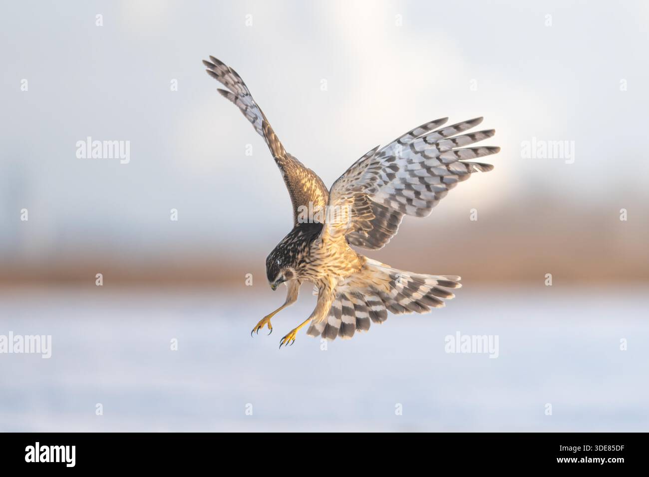 A female white-tailed harrier, a national second-class protected raptor ...