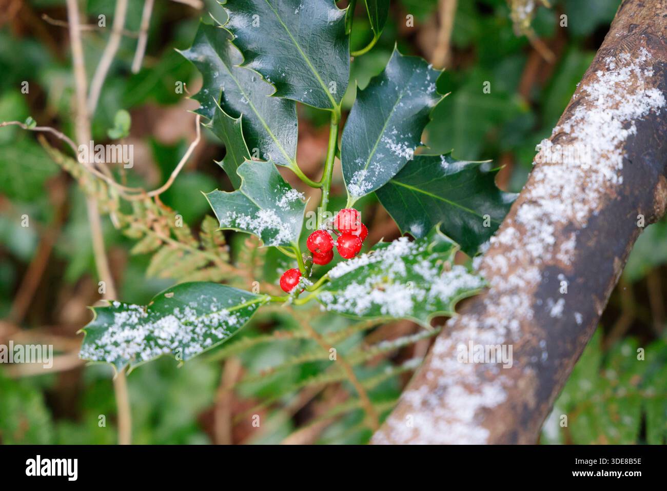 UK weather, Ledbury UK. 6 January 2026. Snow in Ledbury Herefordshire ...