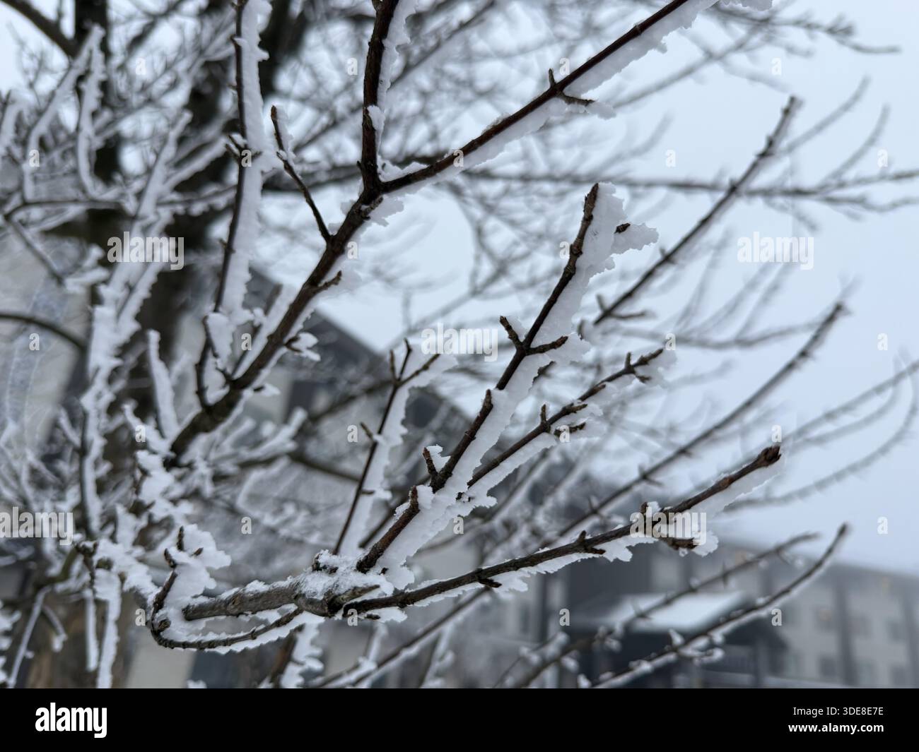 Snow blankets tree branches at Bailihuang Mountain in Yichang City ...