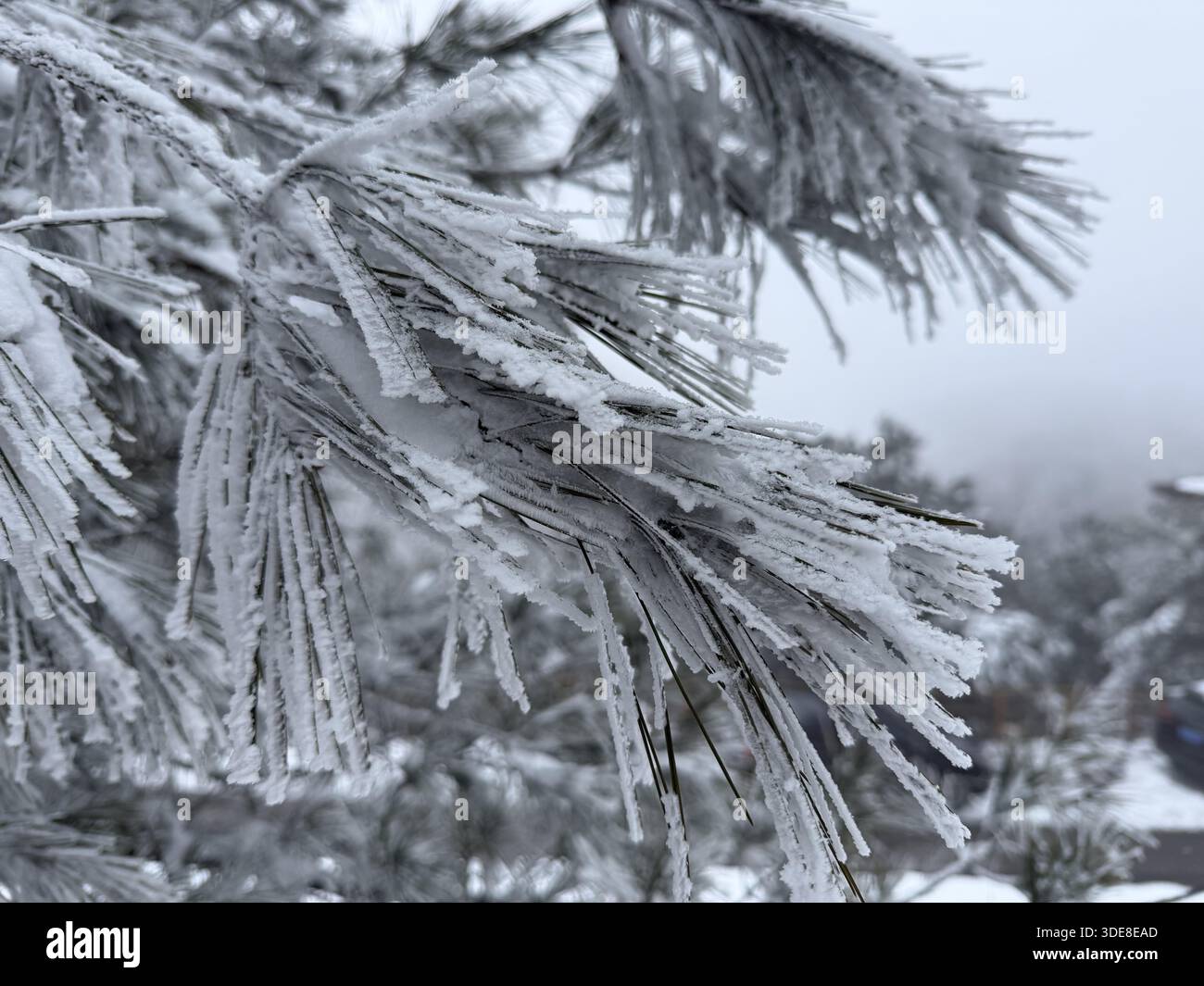 Snow blankets tree branches at Bailihuang Mountain in Yichang City ...