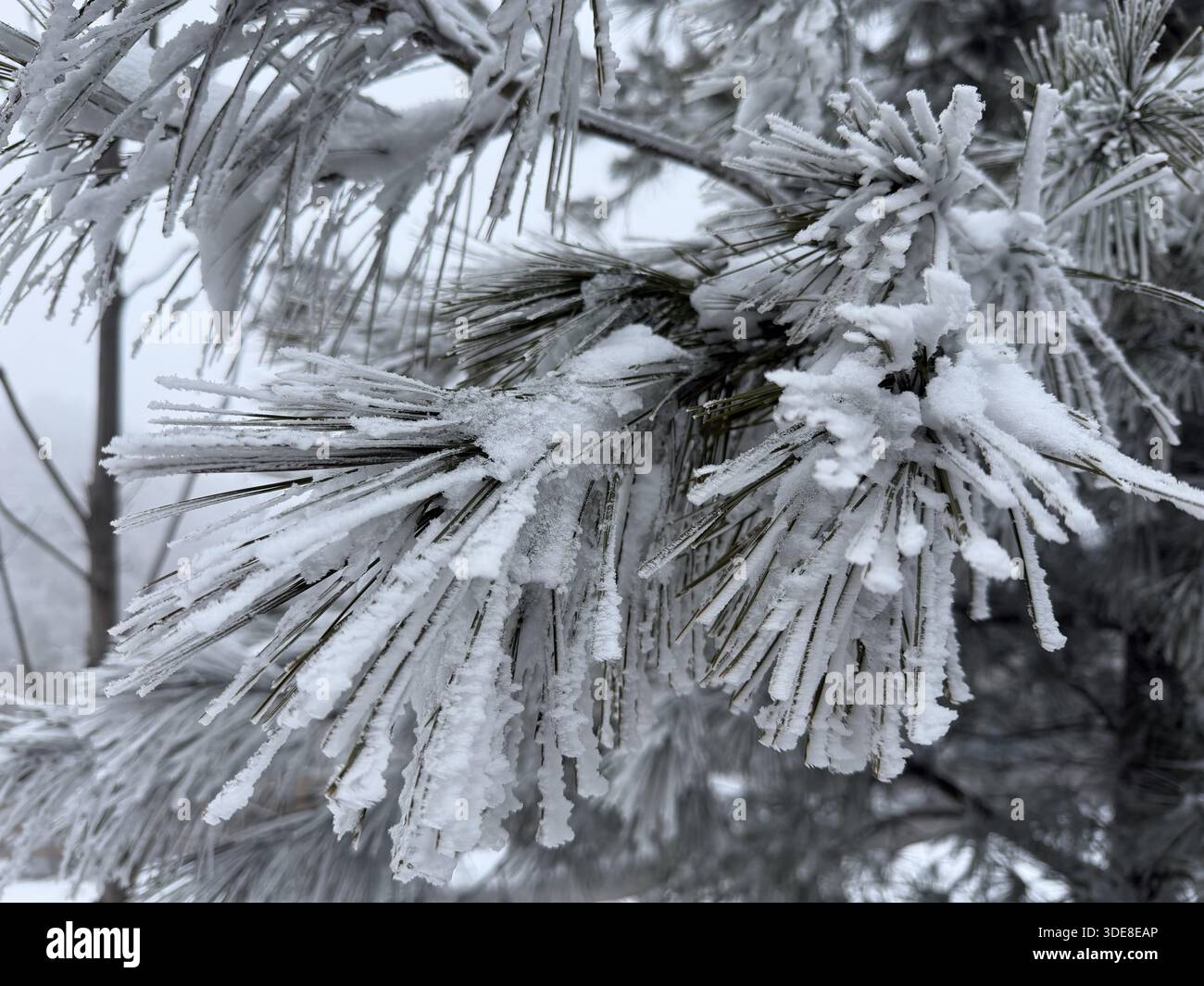 Snow blankets tree branches at Bailihuang Mountain in Yichang City ...