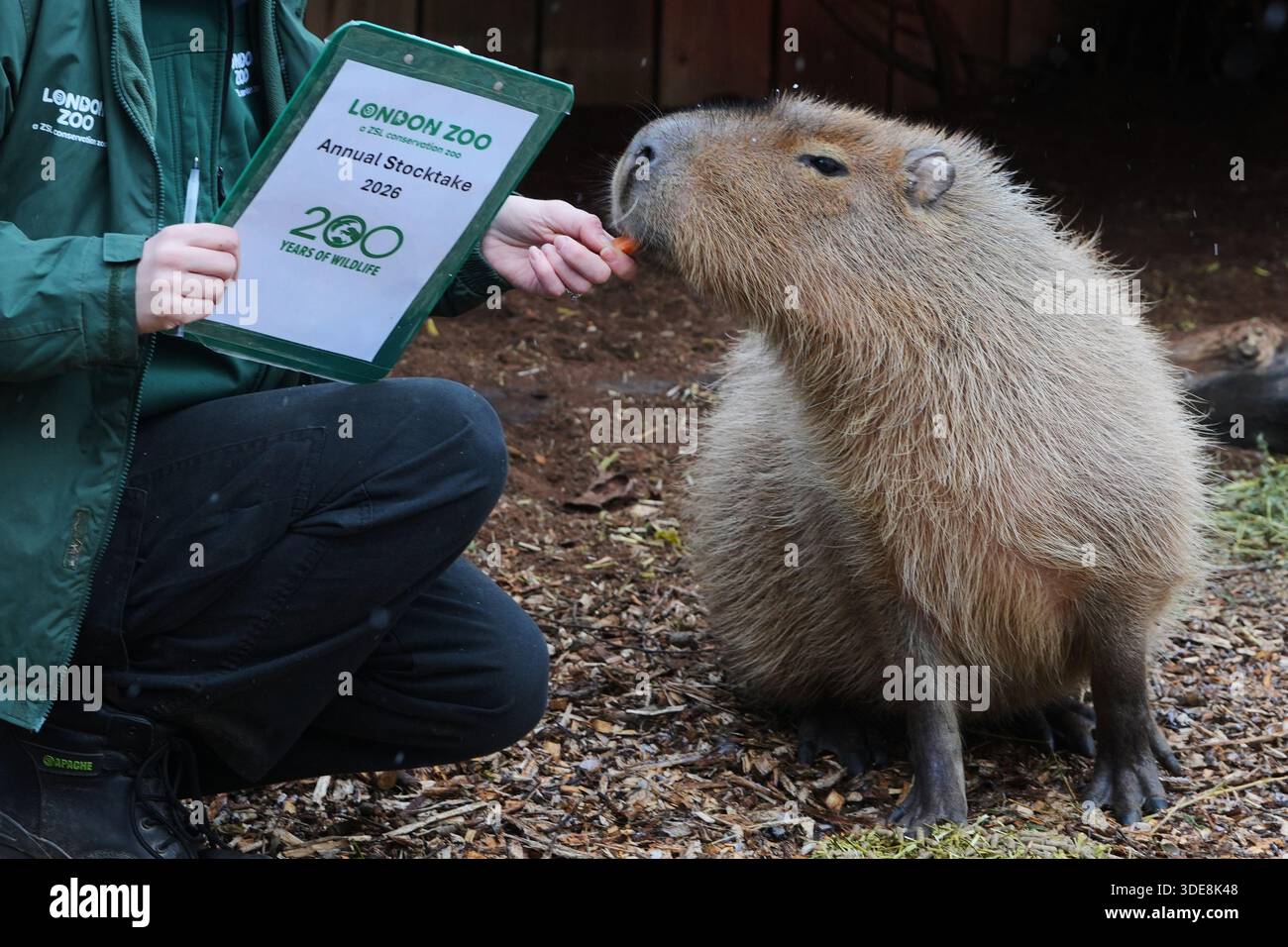 Gizmo the Capybara is fed a carrot by keeper Holly Dorning during ...