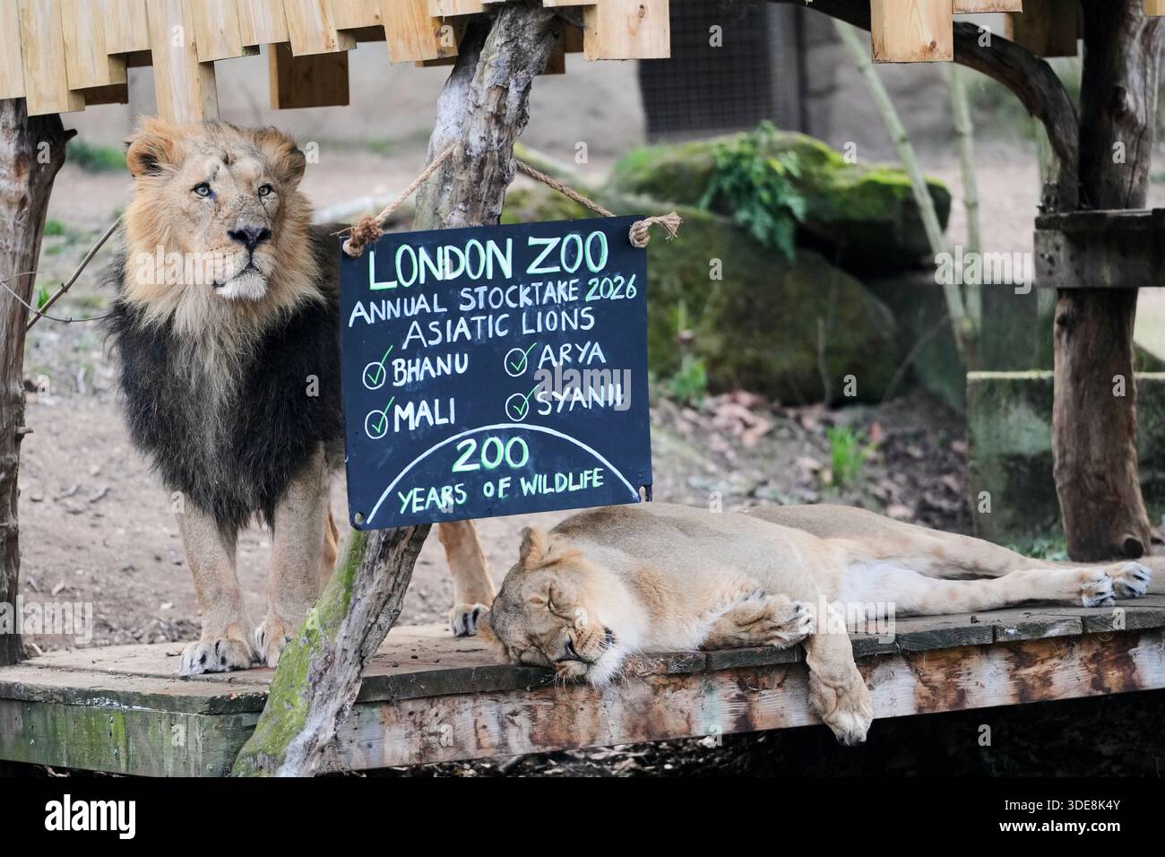 Bhanu a male Asiatic Lion, left, and female Arya, right, with the chalk ...