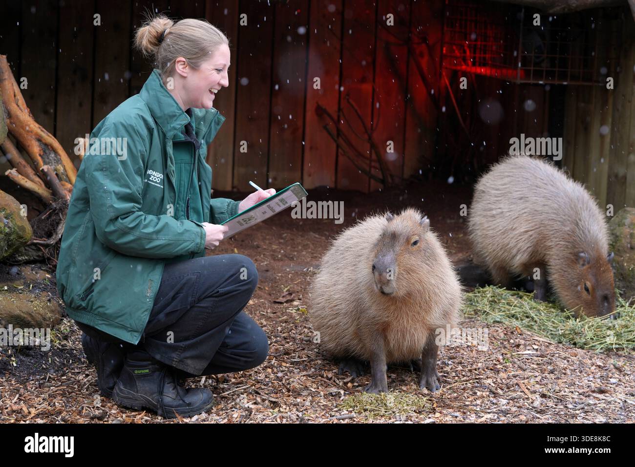 Gizmo and Kiwi the Capybaras are counted by keeper Holly Dorning as it ...