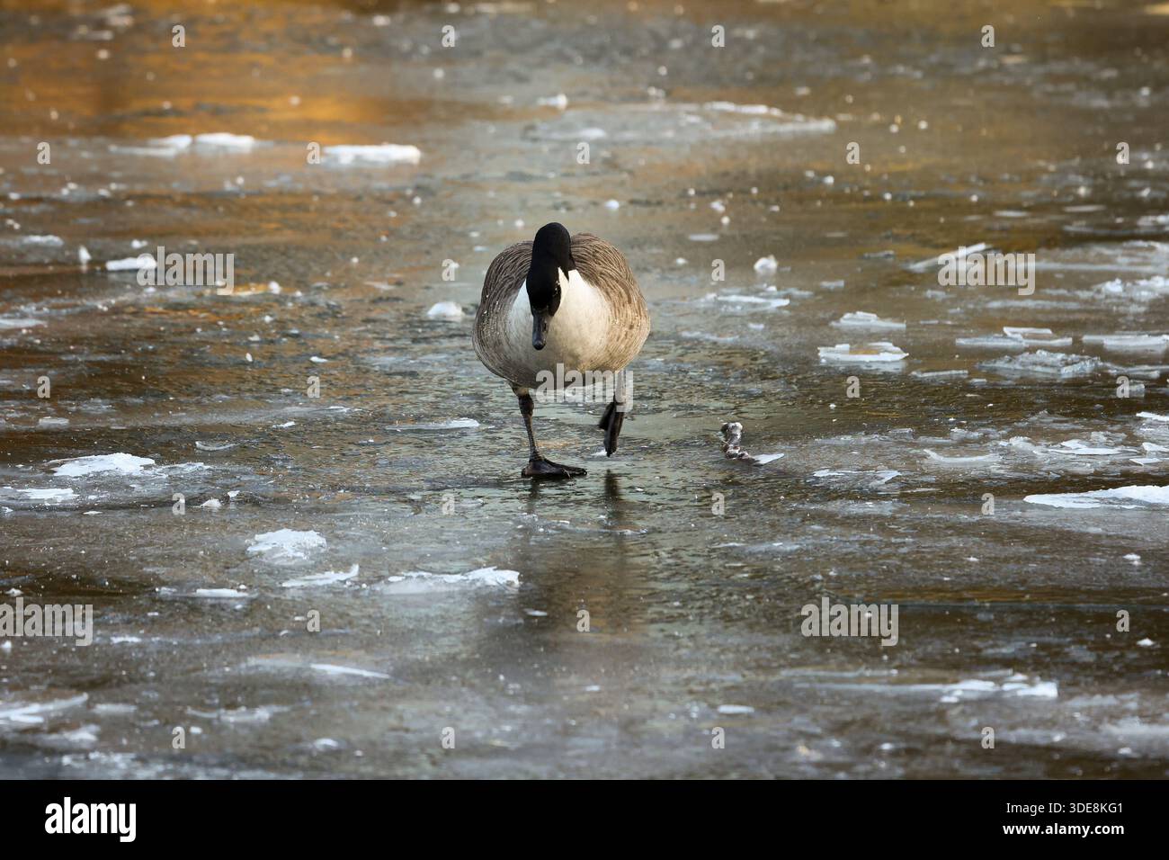 London. UK. 06 Jan 2026. A duck on a frozen pond in Finsbury Park ...