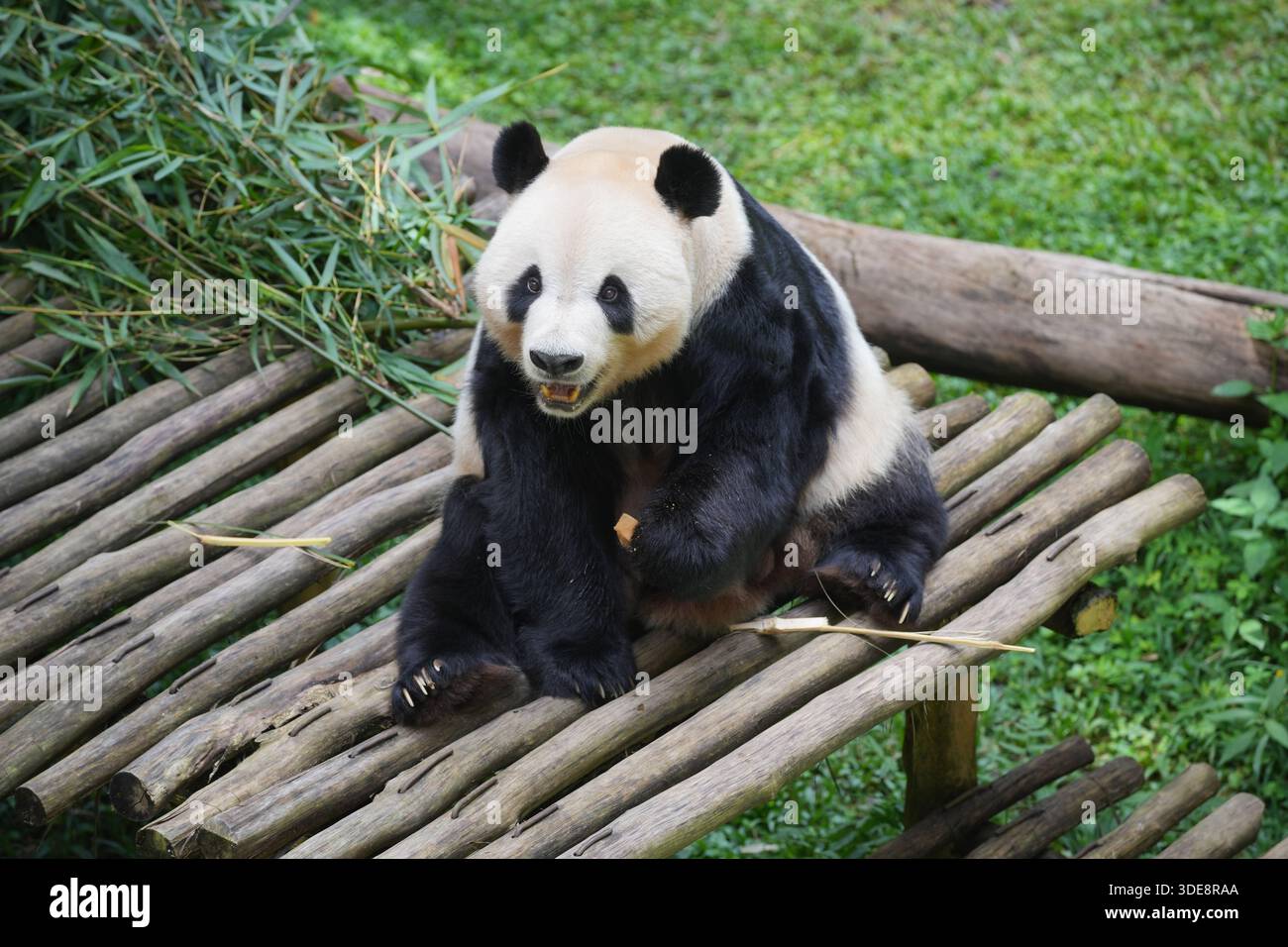 Cai Tao, a 15-year-old giant panda, the father of Satrio Wiratama, the ...