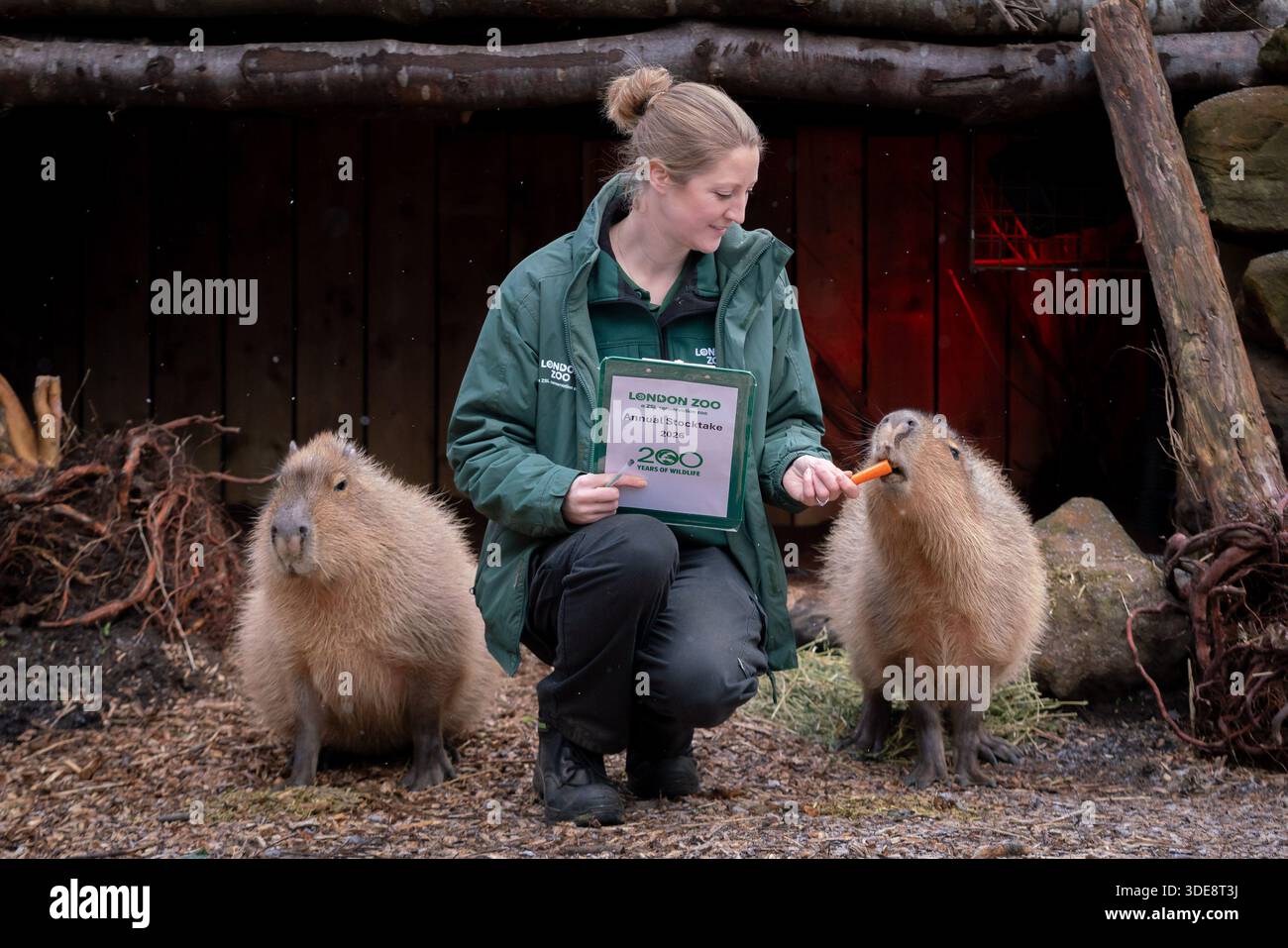 London, UK. 6th January 2026. Pictured: Capybaras, a brother-sister duo ...