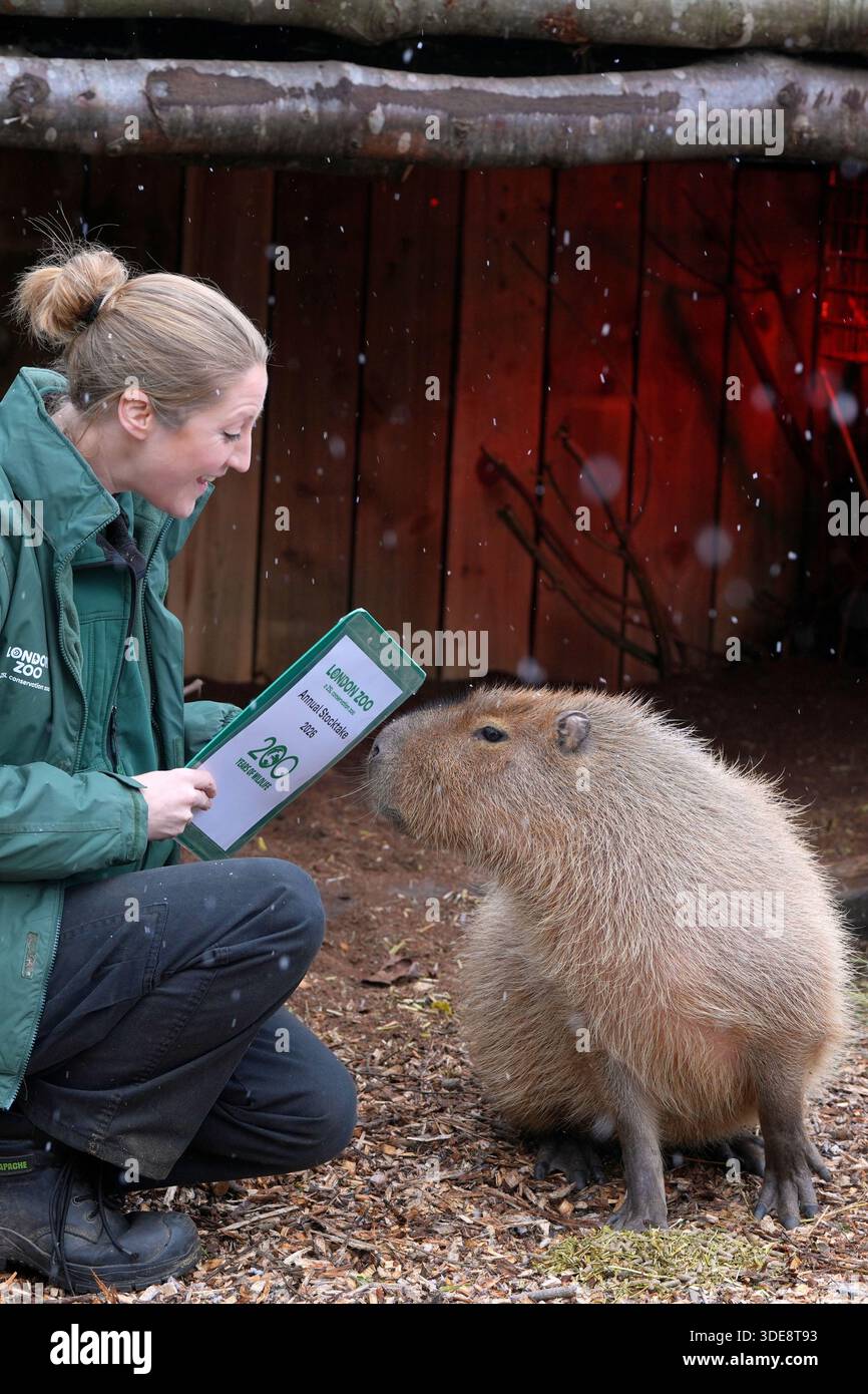 Gizmo the Capybara is counted by keeper Holly Dorning as it snows ...