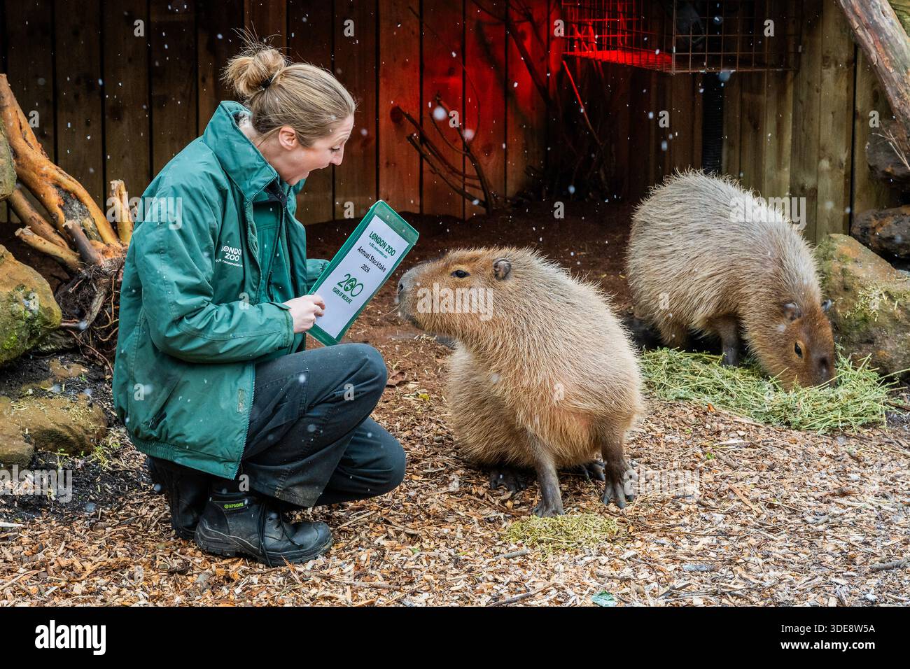 London, UK. 6 Jan 2026. Holly Dorning counts a pair of capybaras, Kiwi ...