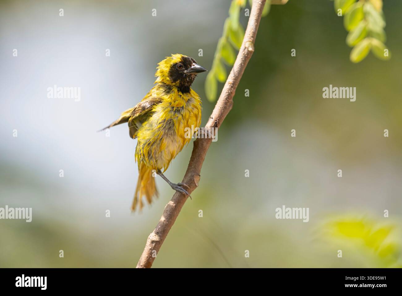 Little Weaver, Albert photo hide, Gambia, November 2025 Stock Photo - Alamy