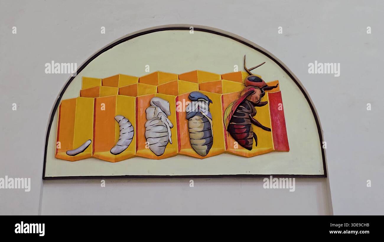 Insect Growth Stages Illustrated in a Development Chart. High quality ...