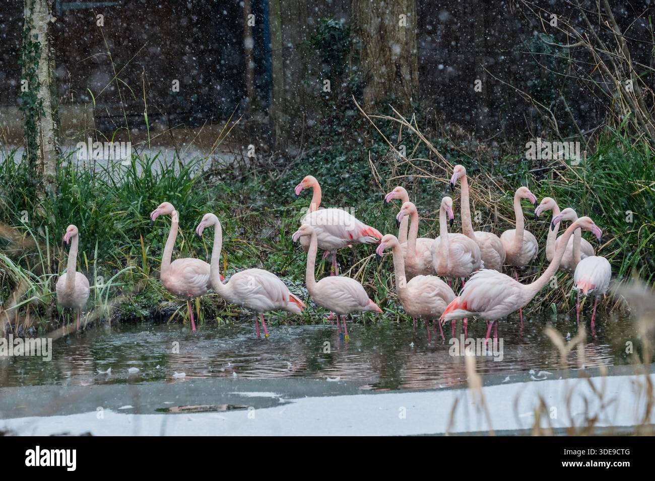 London, UK. 6 Jan 2026. Flamingos not accustomed to snow and ice huddle ...
