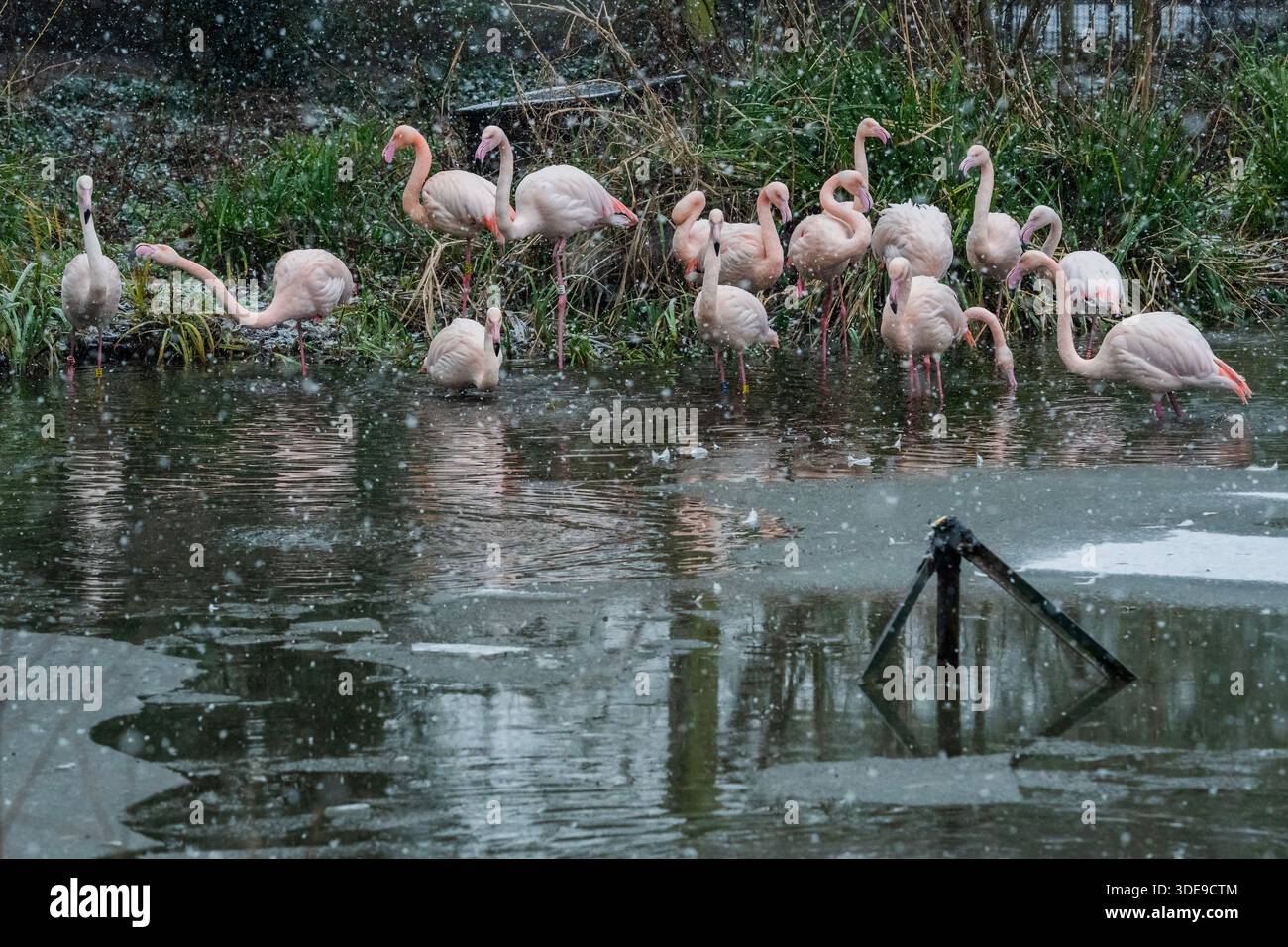London, UK. 6th Jan, 2026. Flamingos not accustomed to snow and ice ...