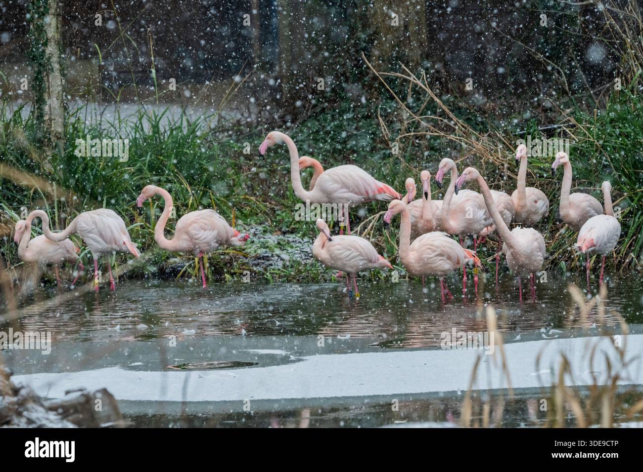 London, UK. 6 Jan 2026. Flamingos not accustomed to snow and ice huddle ...