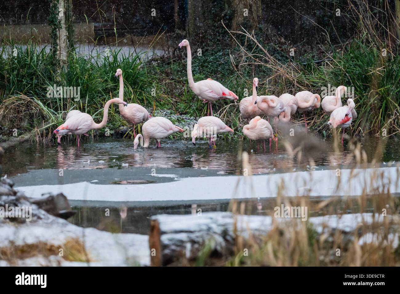 London, UK. 6th Jan, 2026. Flamingos not accustomed to snow and ice ...