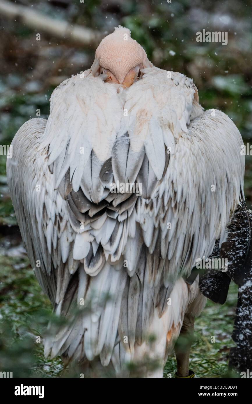 London, UK. 6 Jan 2026. White pelican not accustomed to snow and ice ...