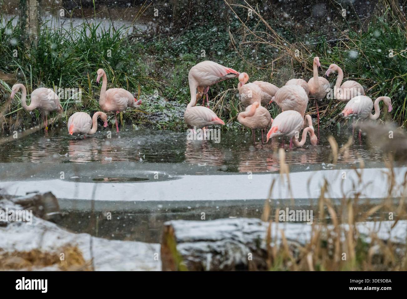 London, UK. 6th Jan, 2026. Flamingos not accustomed to snow and ice ...