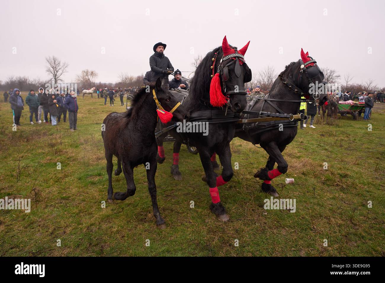 Men ride in a horse pulled cart during Epiphany celebrations in ...