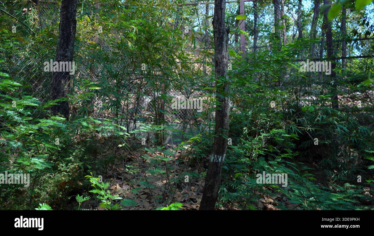 Slow motion in forest hi-res stock photography and images - Alamy