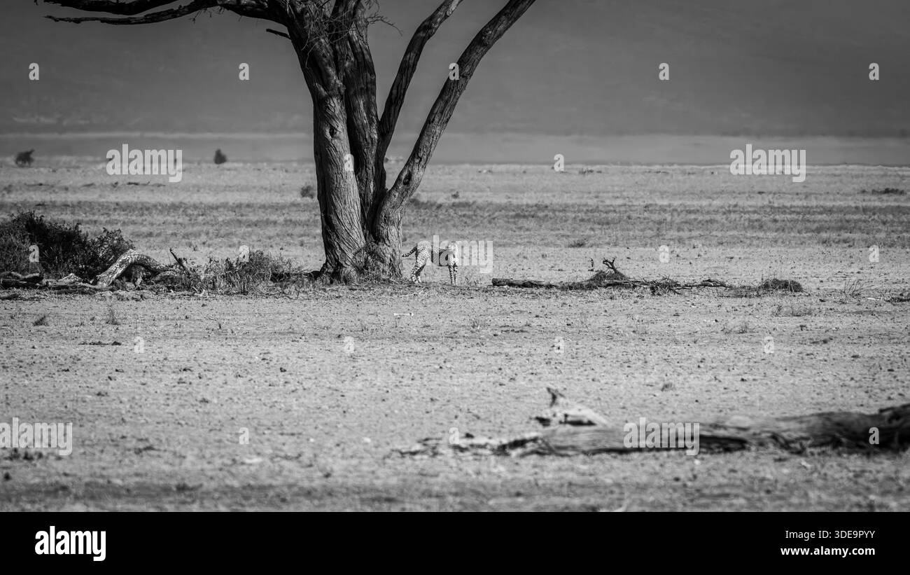 selection of cheetahs as they behave, roam and rest in their normal ...