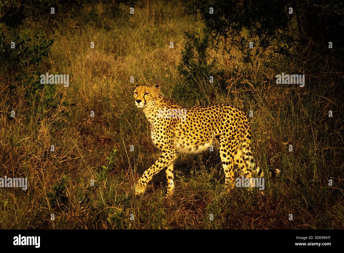 selection of cheetahs as they behave, roam and rest in their normal ...