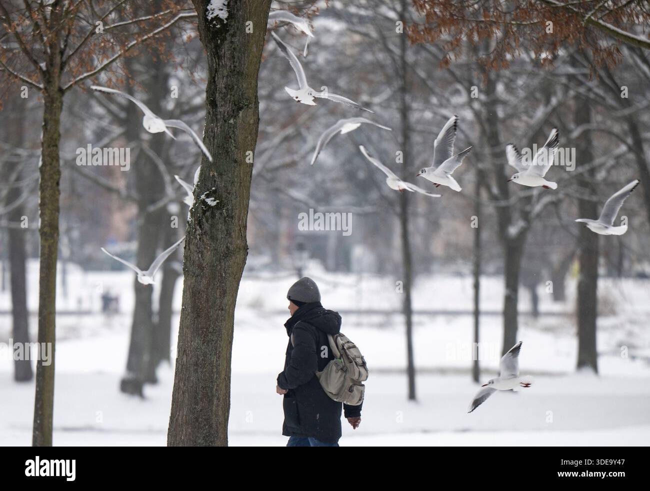 06 January 2026, Mecklenburg-Western Pomerania, Schwerin: Seagulls fly ...