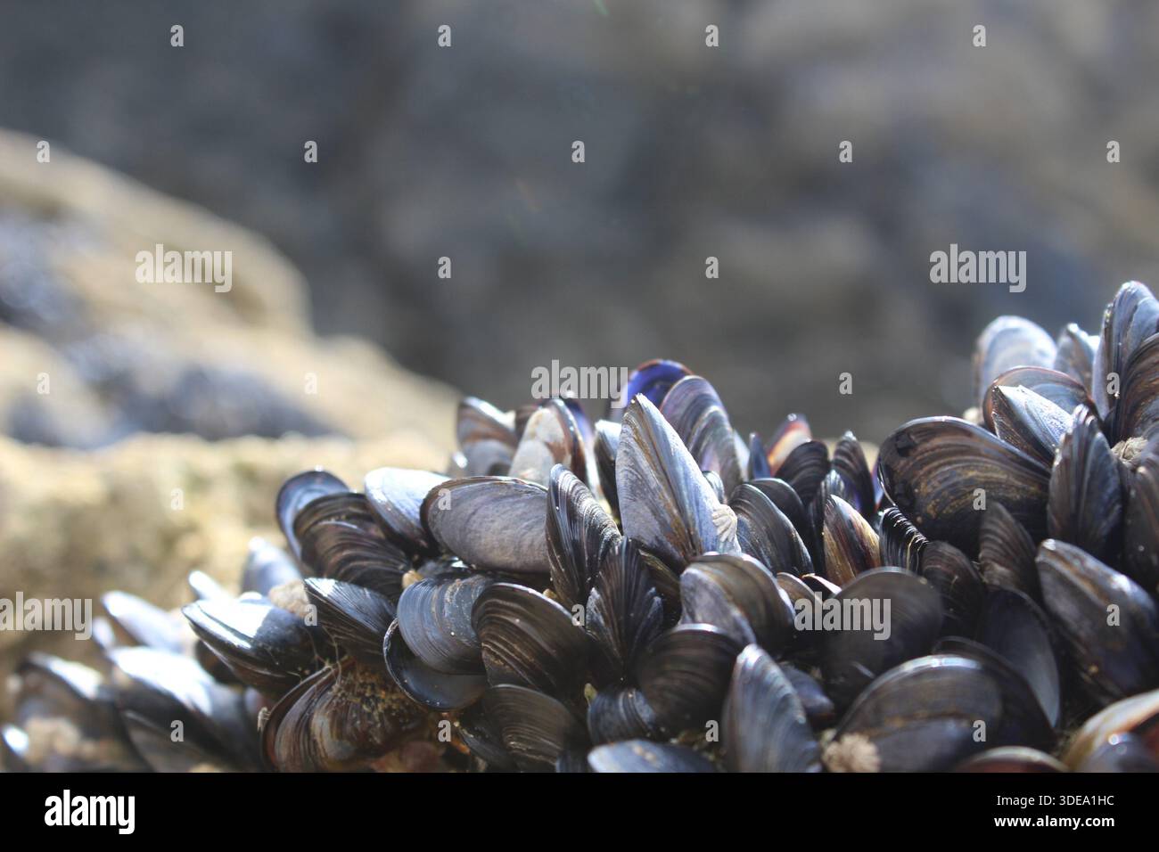Mussels and marine ecosystem hi-res stock photography and images - Alamy