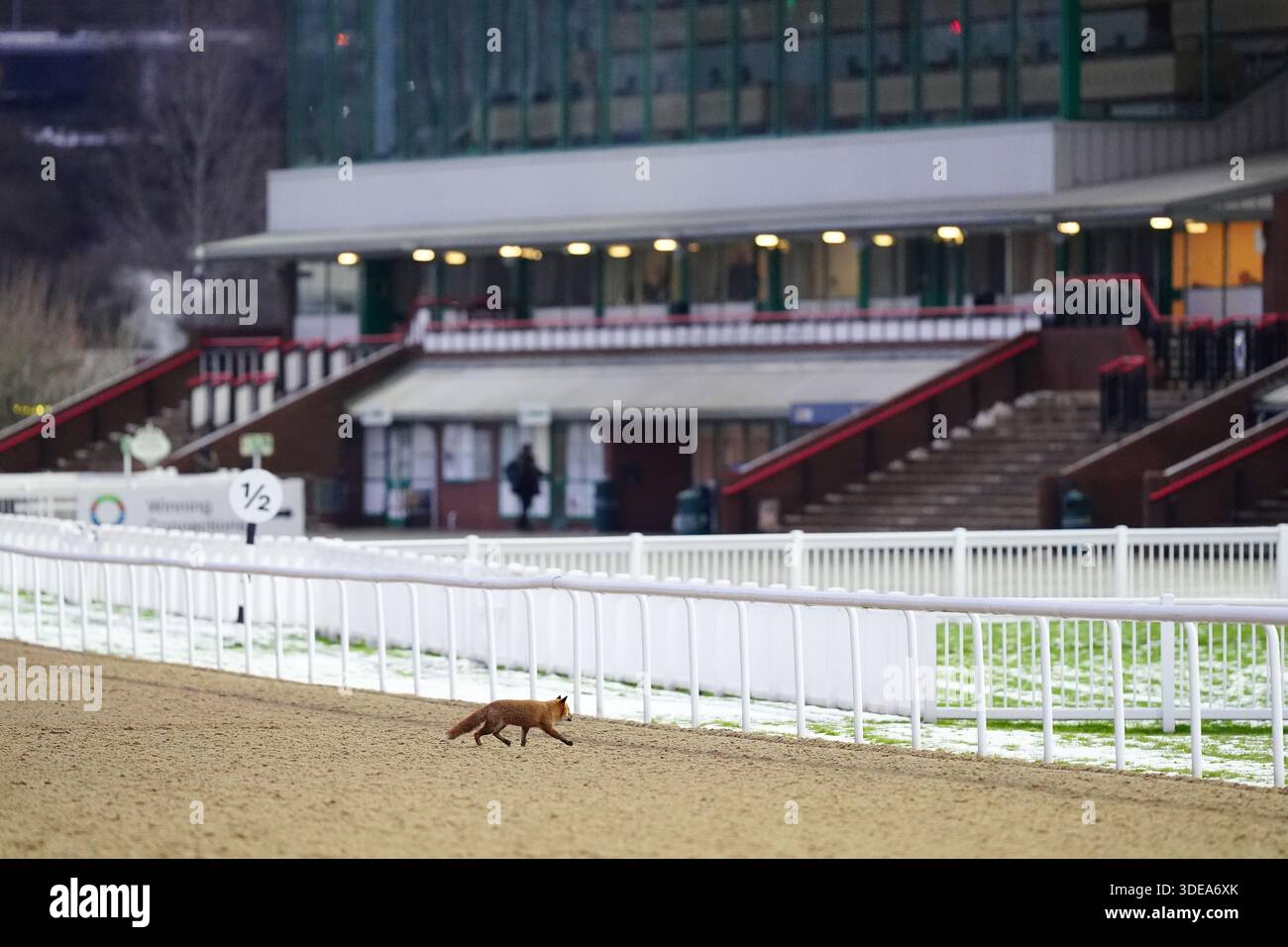 A fox crosses the track at Wolverhampton Racecourse. Picture date ...