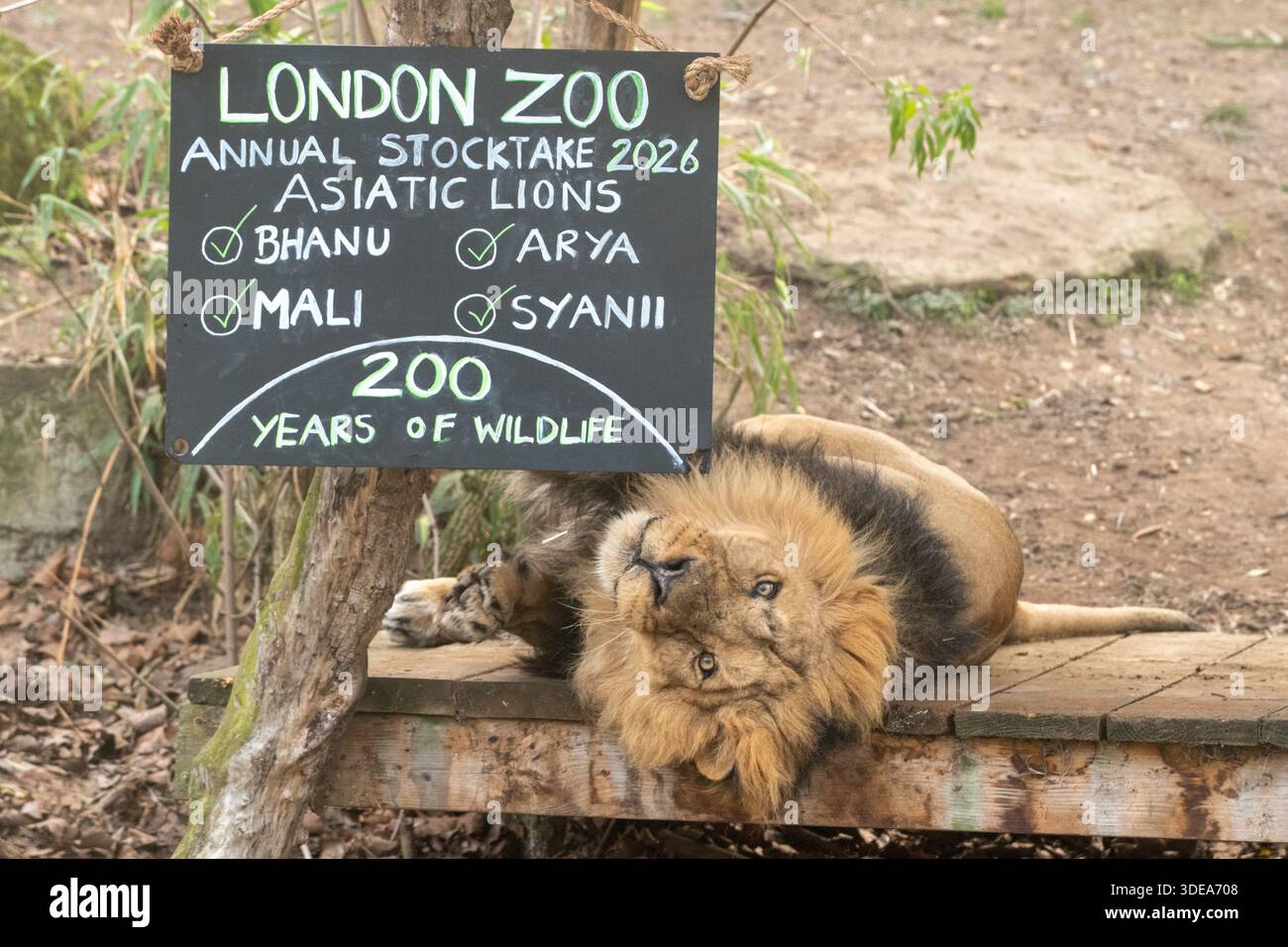 Asiatic Lions being counted during London Zoo’s Annual Stocktake 2026 ...