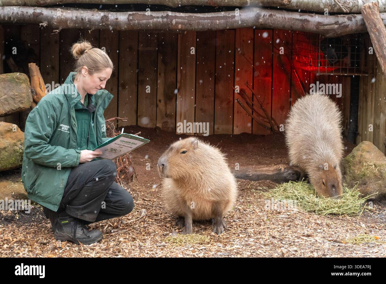 Capybaras being counted during London Zoo’s Annual Stocktake 2026, as ...
