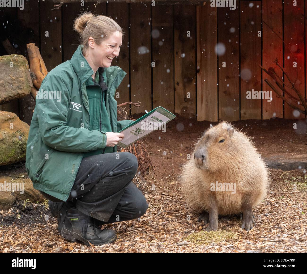 Capybaras being counted during London Zoo’s Annual Stocktake 2026, as ...
