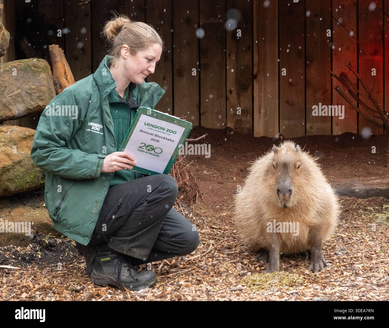 Capybaras being counted during London Zoo’s Annual Stocktake 2026, as ...