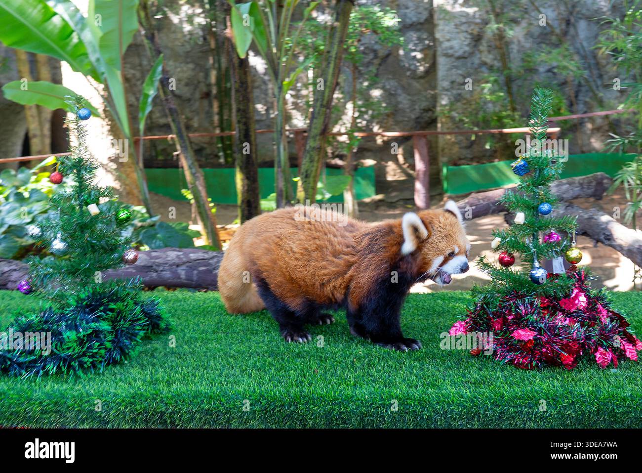 A red panda named ‘Tiger’ is seen standing at the Red Panda enclosure ...