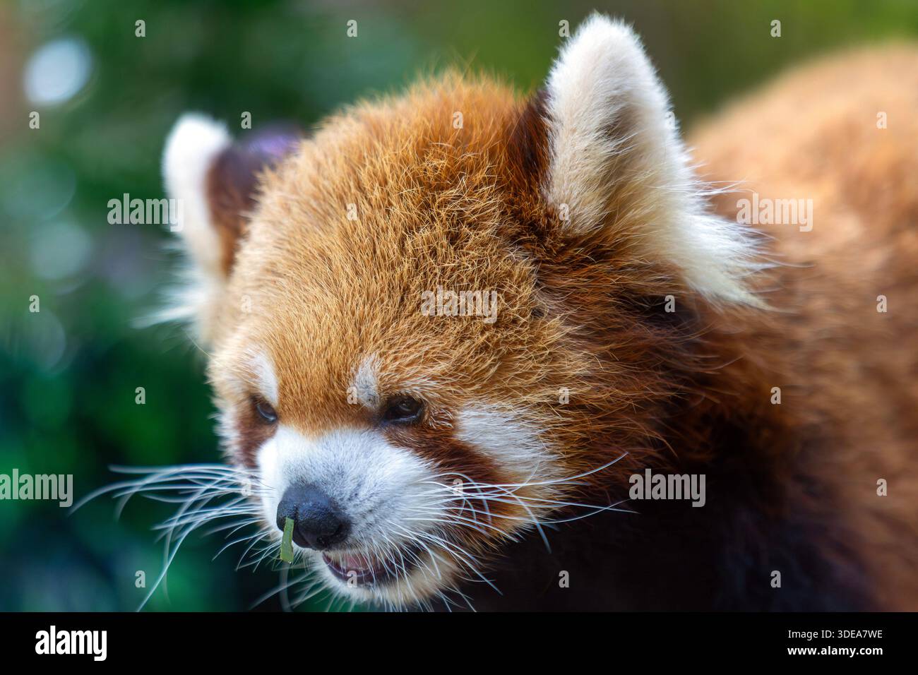 A red panda named ‘Tiger’ is seen standing at the Red Panda enclosure ...