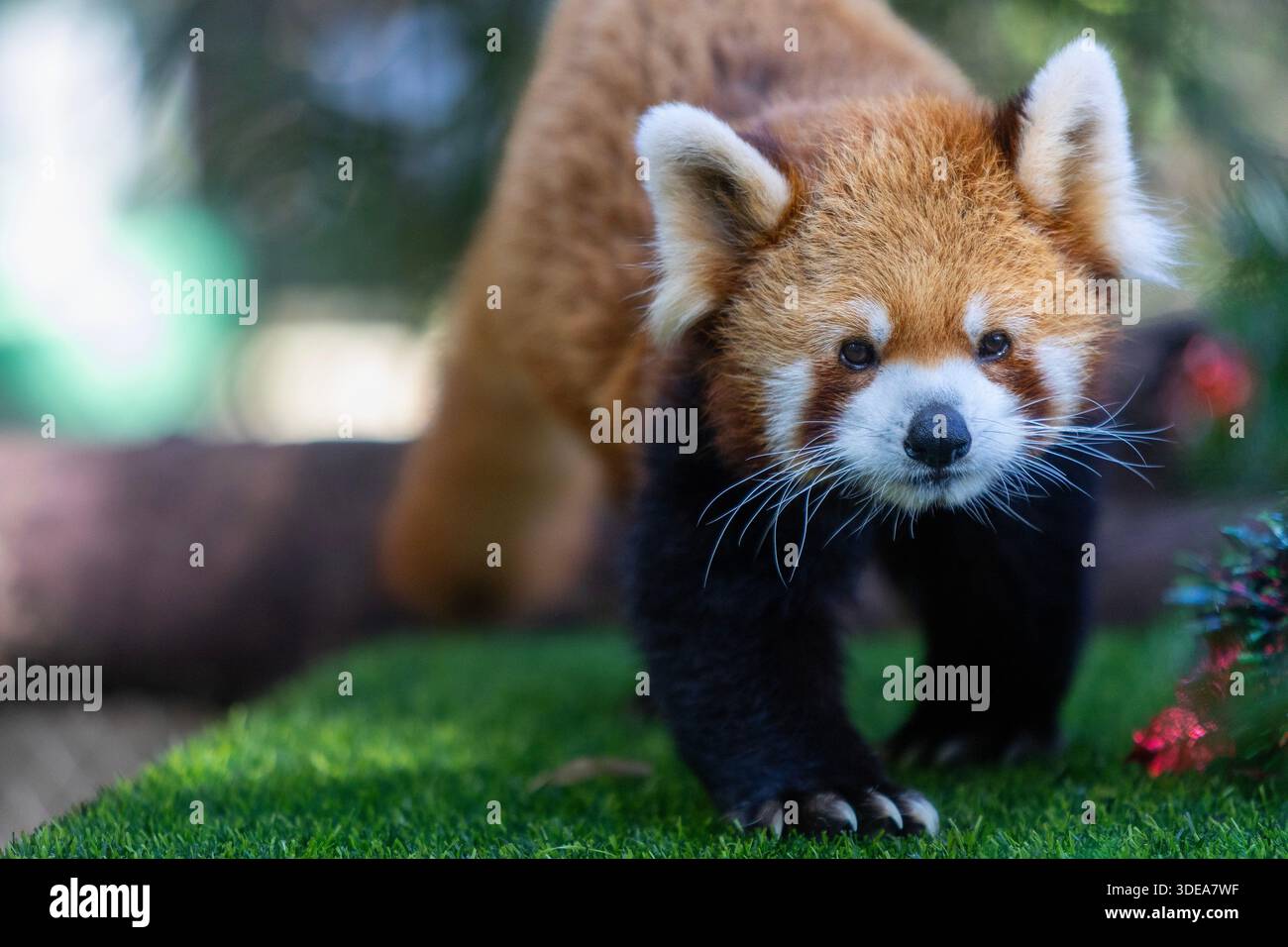 A red panda named ‘Tiger’ is seen walking at the Red Panda enclosure at ...