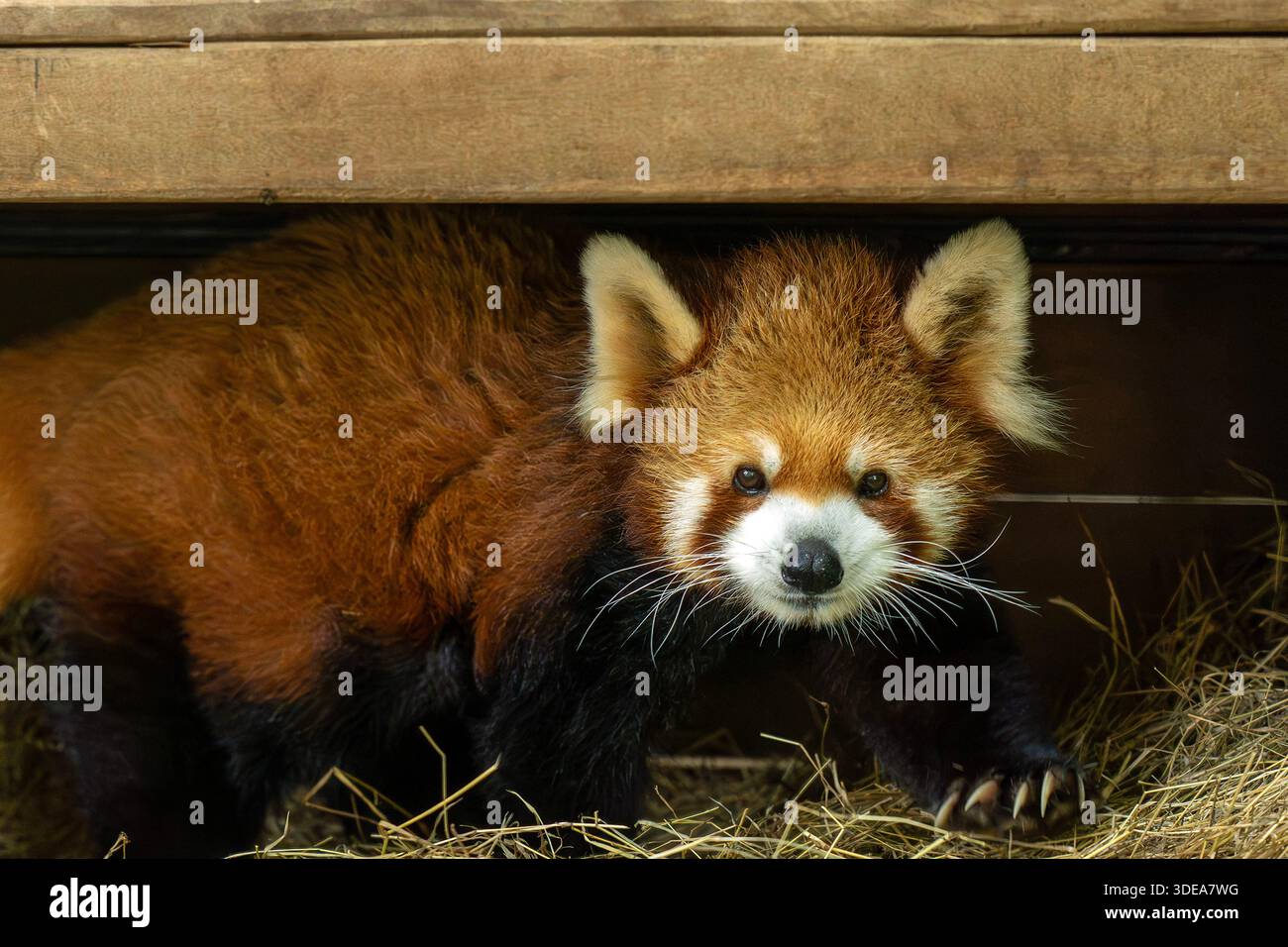 A red panda named ‘Tiger’ is seen standing at the Red Panda enclosure ...