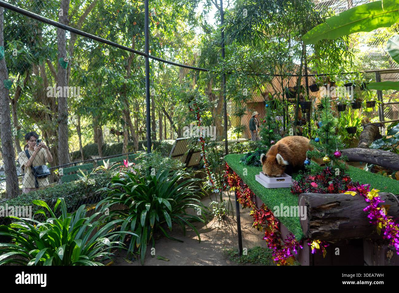 A red panda named ‘Tiger’ is seen feeding at the Red Panda enclosure at ...