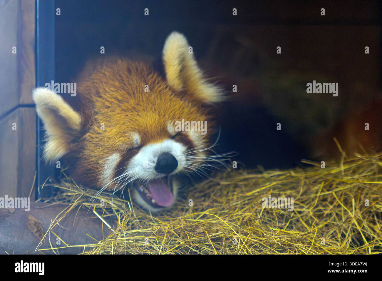 A red panda named ‘Tiger’ is seen yawning at the Red Panda enclosure at ...