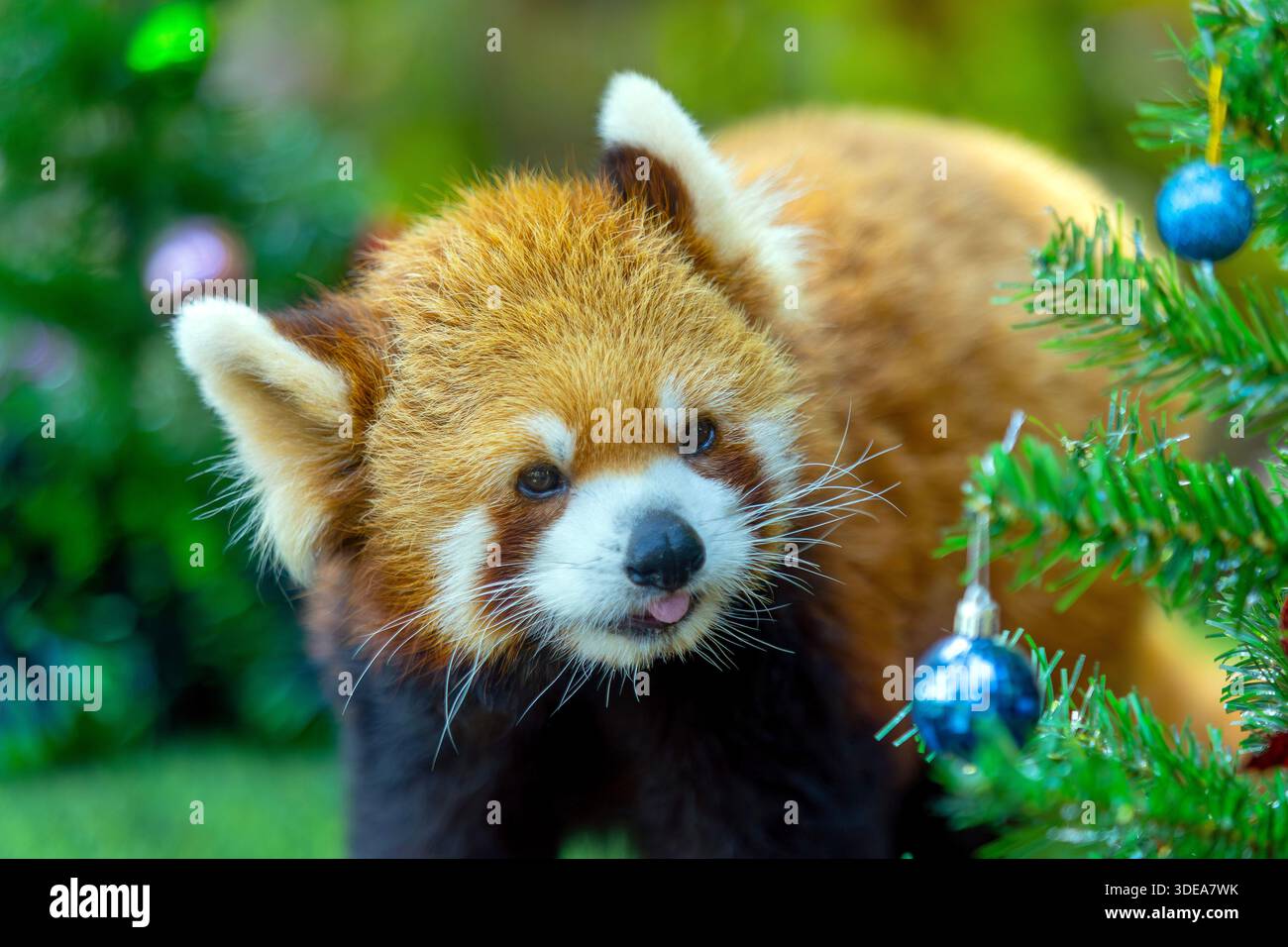 A red panda named ‘Tiger’ is seen standing at the Red Panda enclosure ...