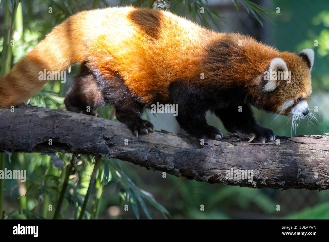 A red panda named ‘Tiger’ is seen walking at the Red Panda enclosure at ...
