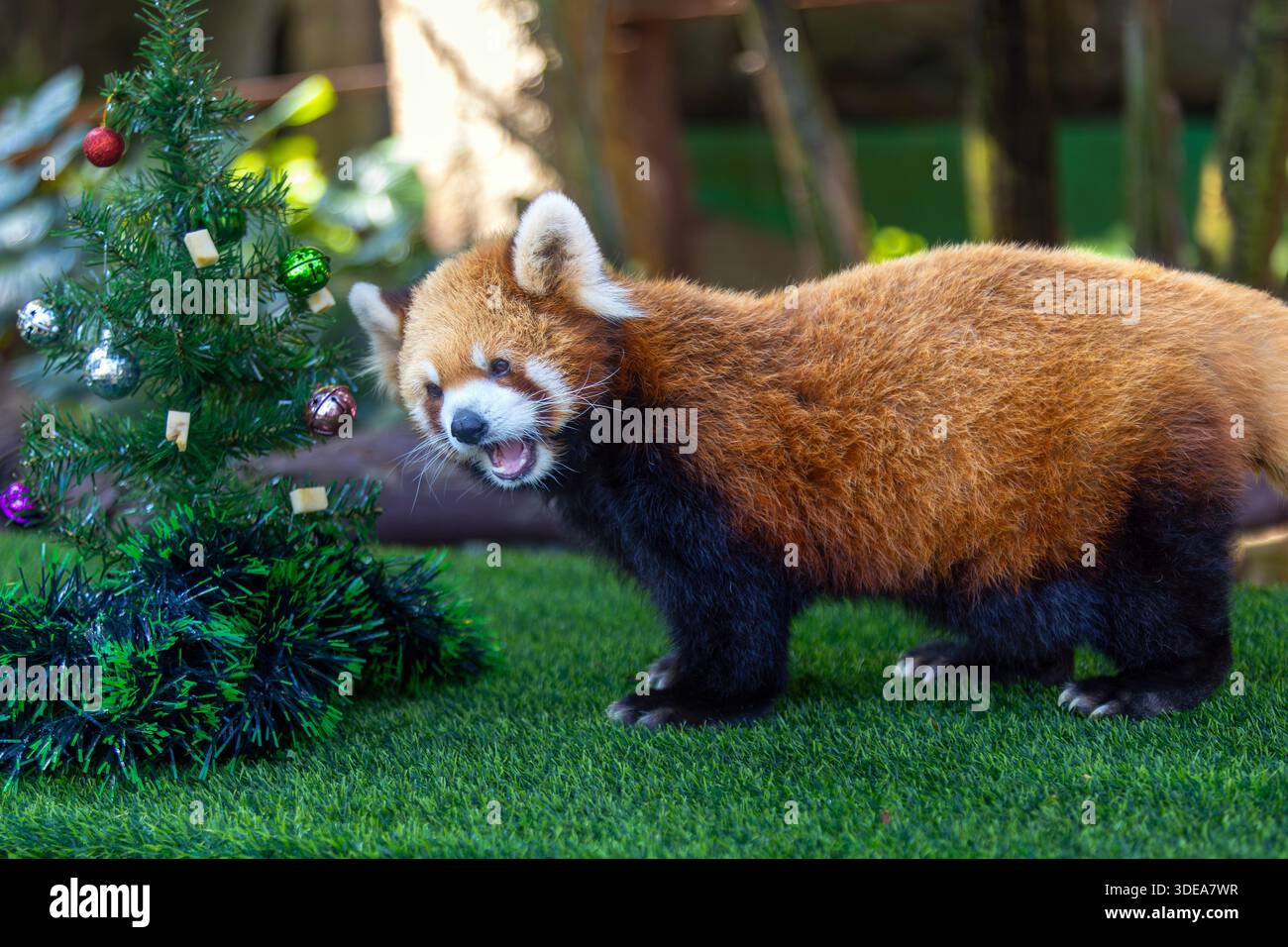 A red panda named ‘Tiger’ is seen standing at the Red Panda enclosure ...