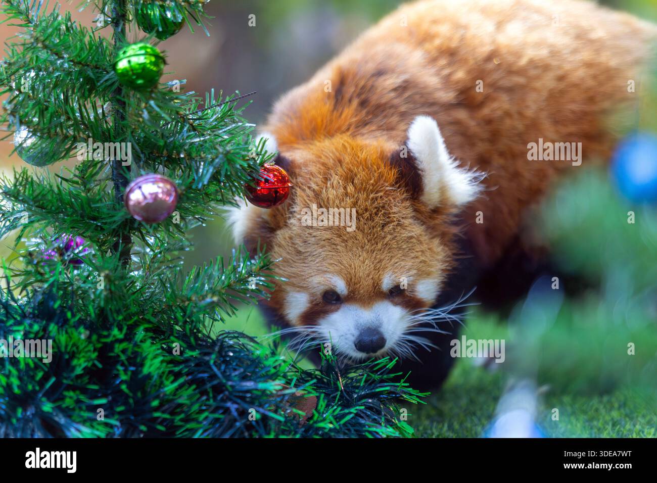 A red panda named ‘Tiger’ is seen walking at the Red Panda enclosure at ...